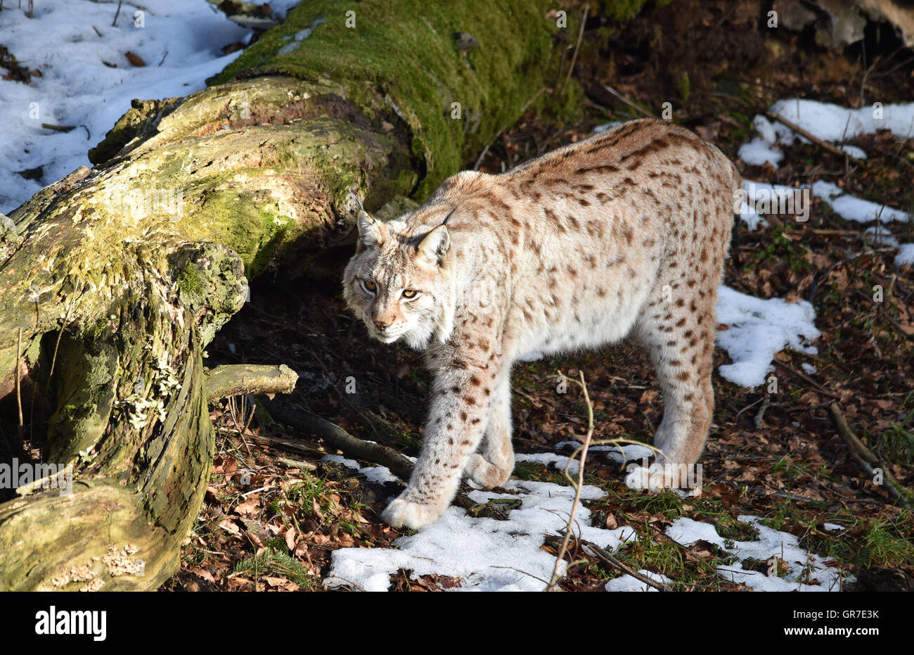 Lynx ears hi-res stock photography and images - Alamy