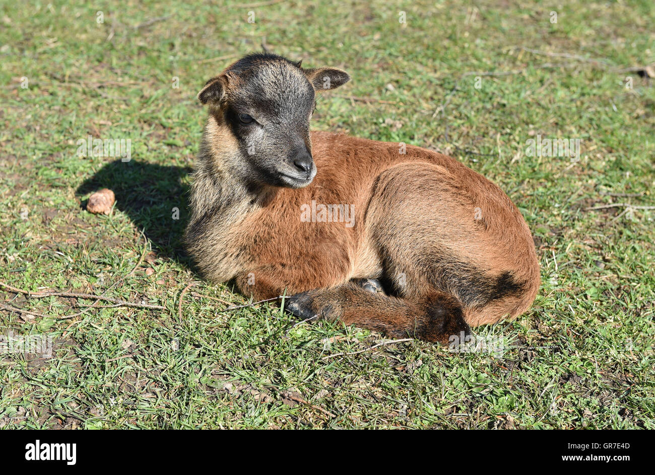 Hair lamb hi-res stock photography and images - Alamy