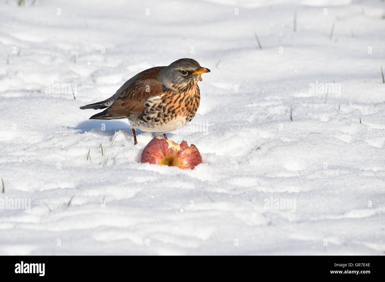 Fieldfare foraging hi-res stock photography and images - Alamy