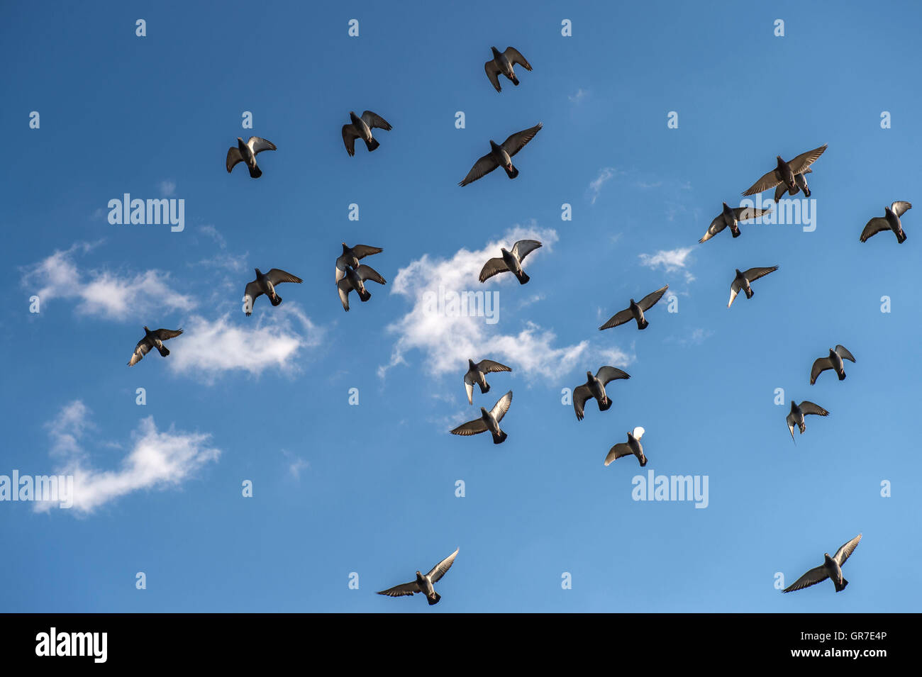 Doves hi-res stock photography and images - Alamy