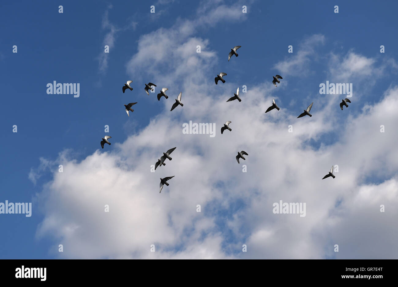 Swarm of doves hi-res stock photography and images - Alamy