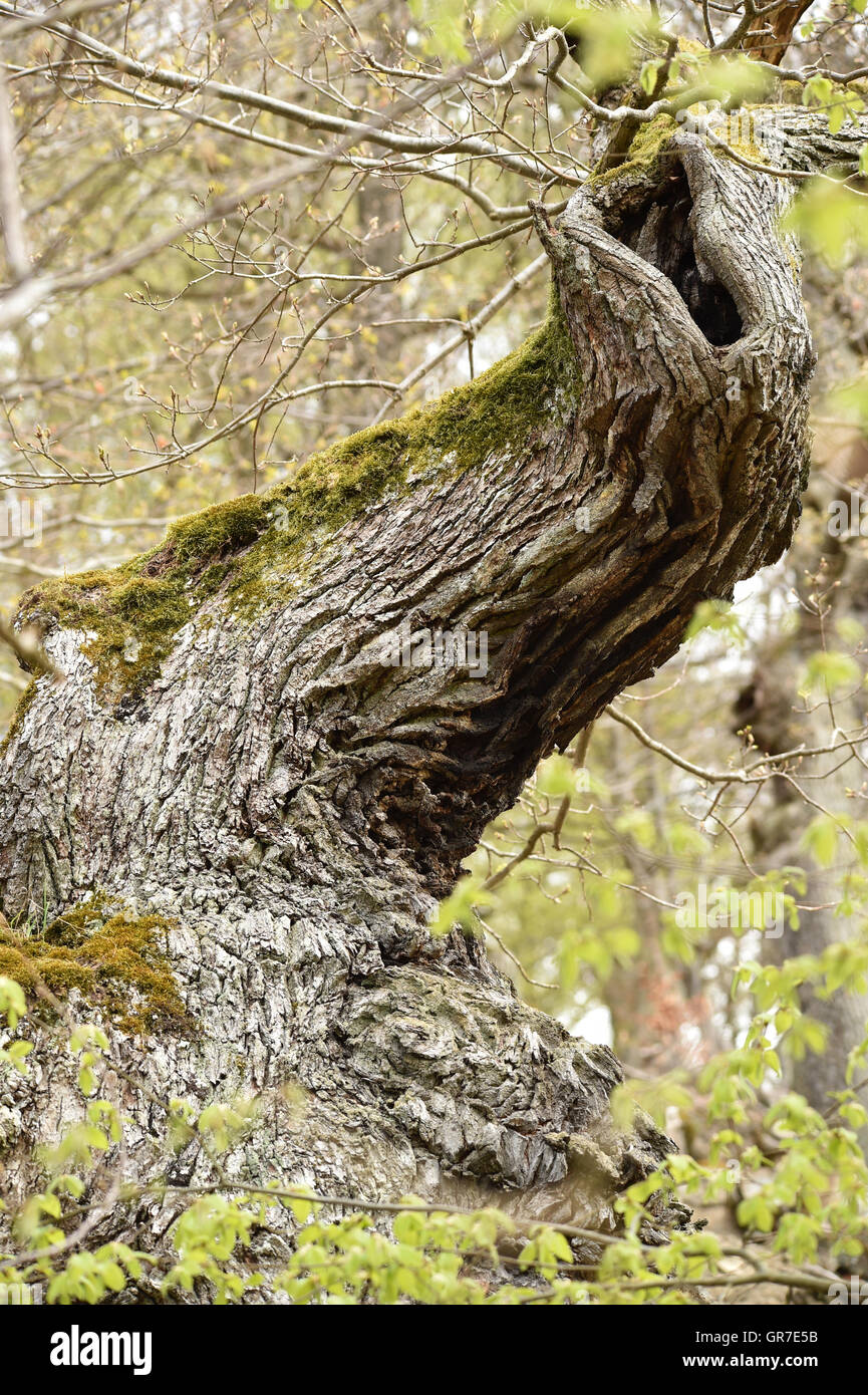 Very old oak hi-res stock photography and images - Alamy