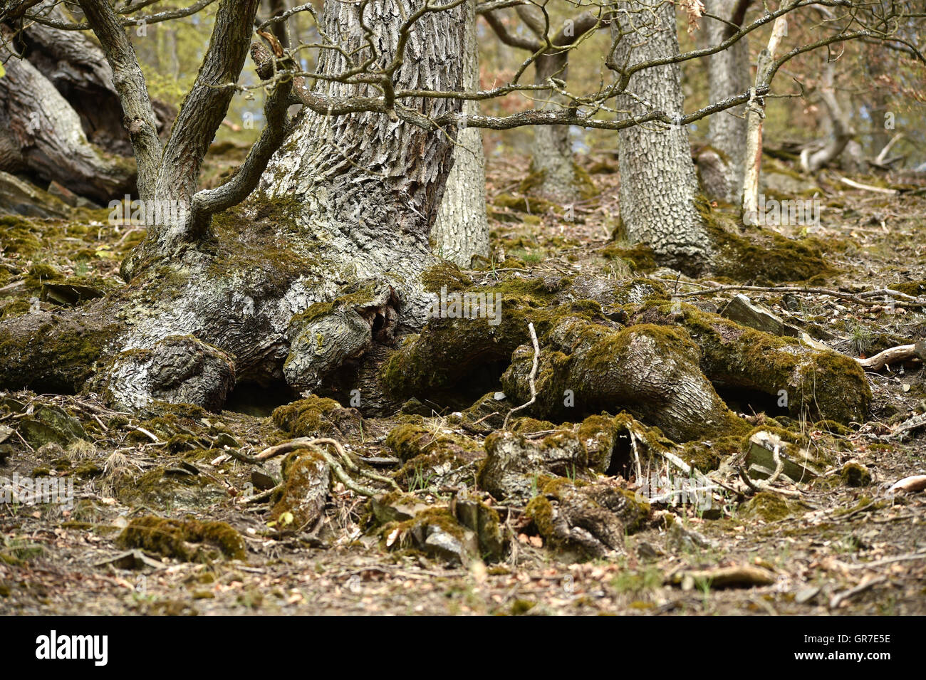 Tree roots sidewalk hi-res stock photography and images - Alamy