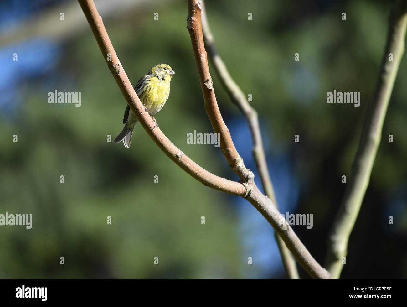 Young serin hi-res stock photography and images - Alamy