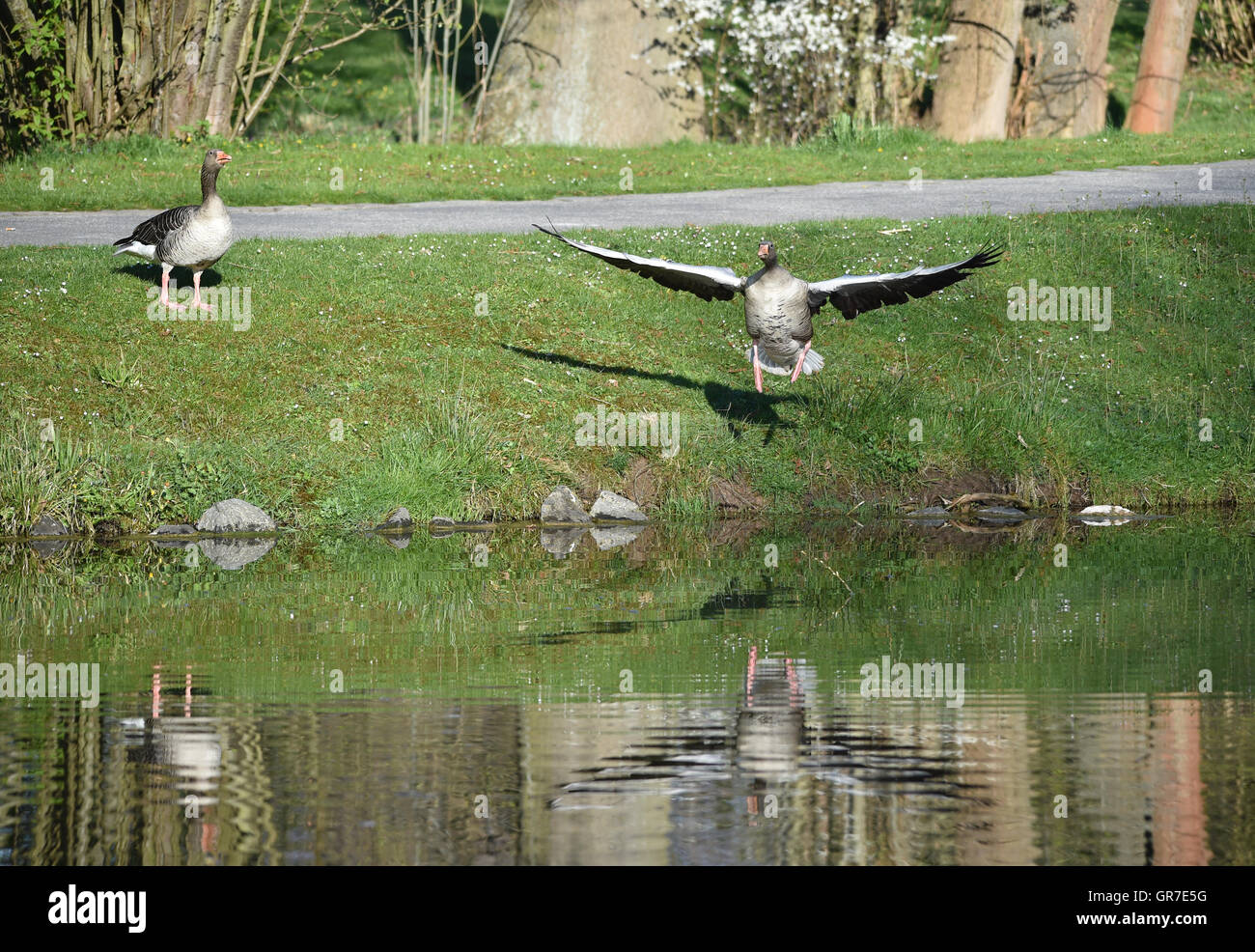 Wild grey goose hi-res stock photography and images - Alamy