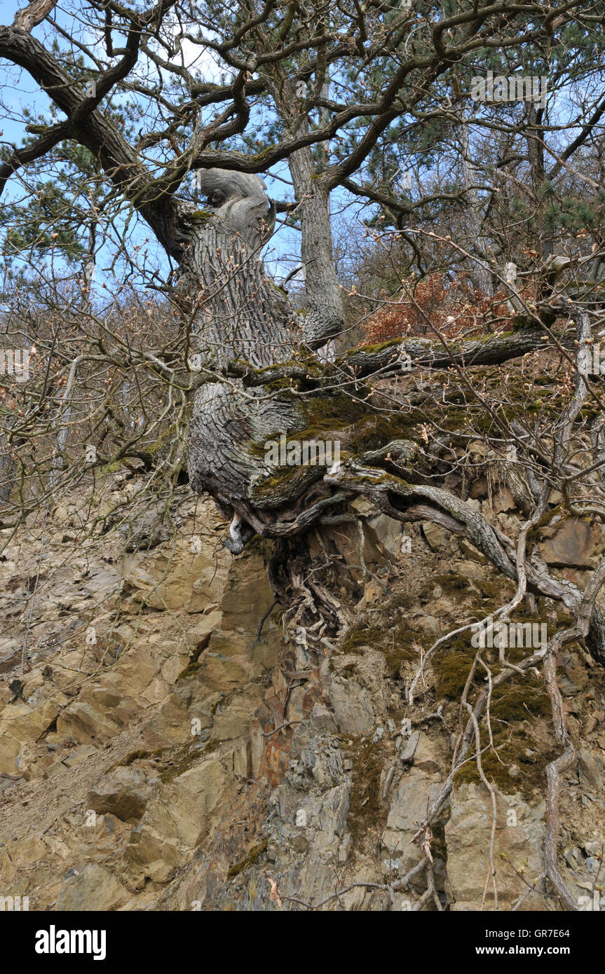 Gnarled old oak trees hi-res stock photography and images - Alamy