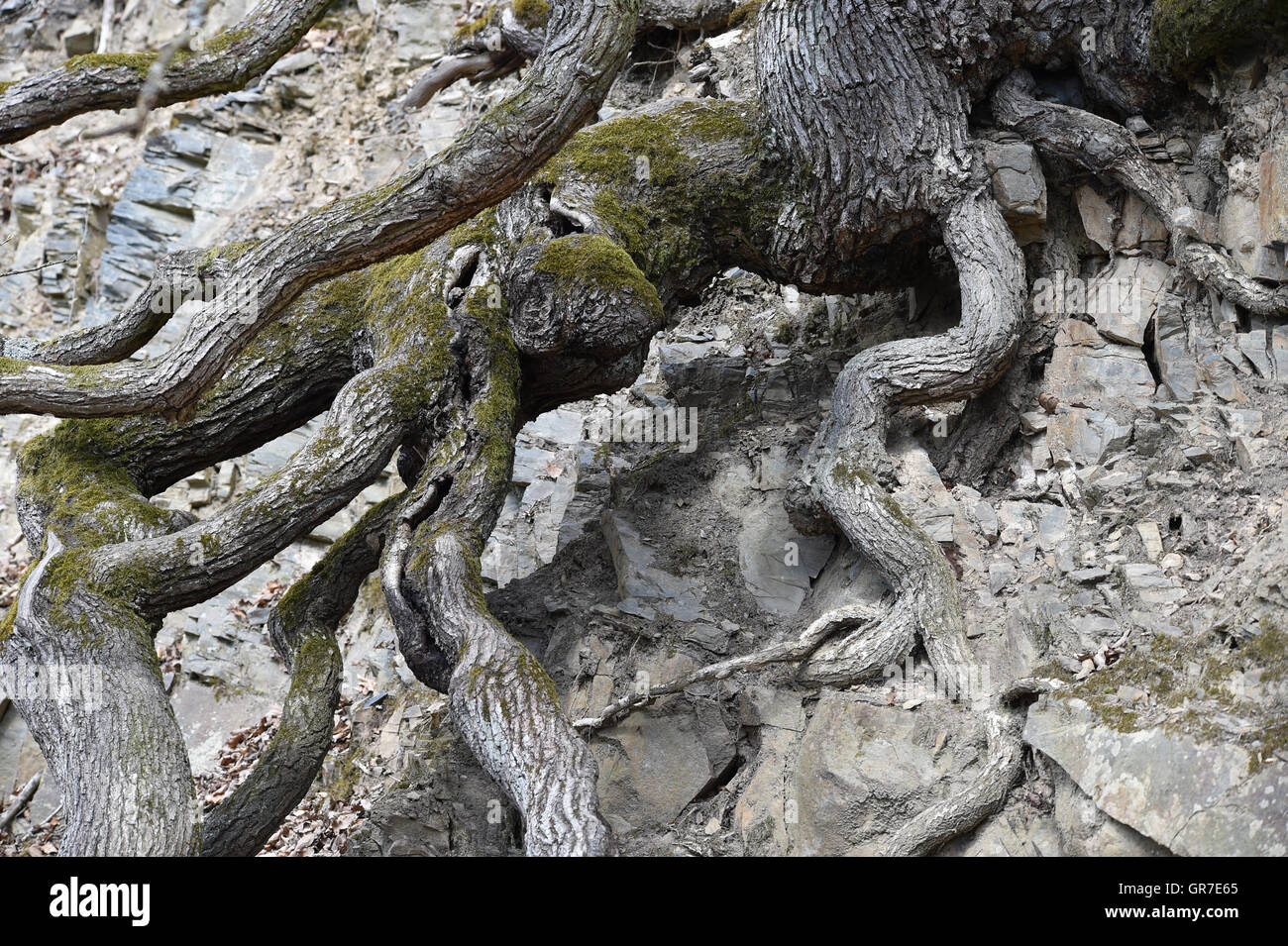 Tree roots sidewalk hi-res stock photography and images - Alamy