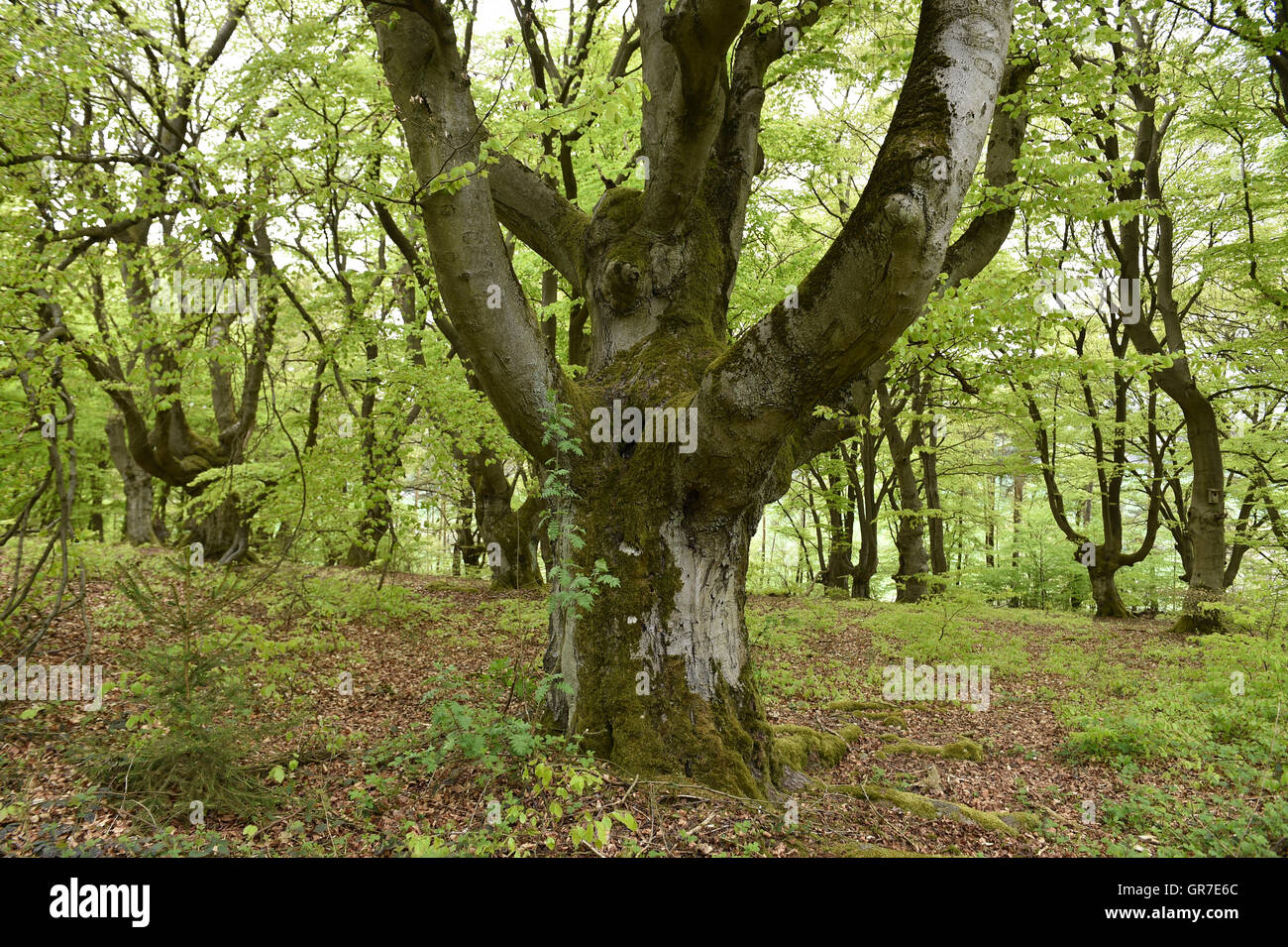 Old Beech Stock Photos & Old Beech Stock Images - Alamy