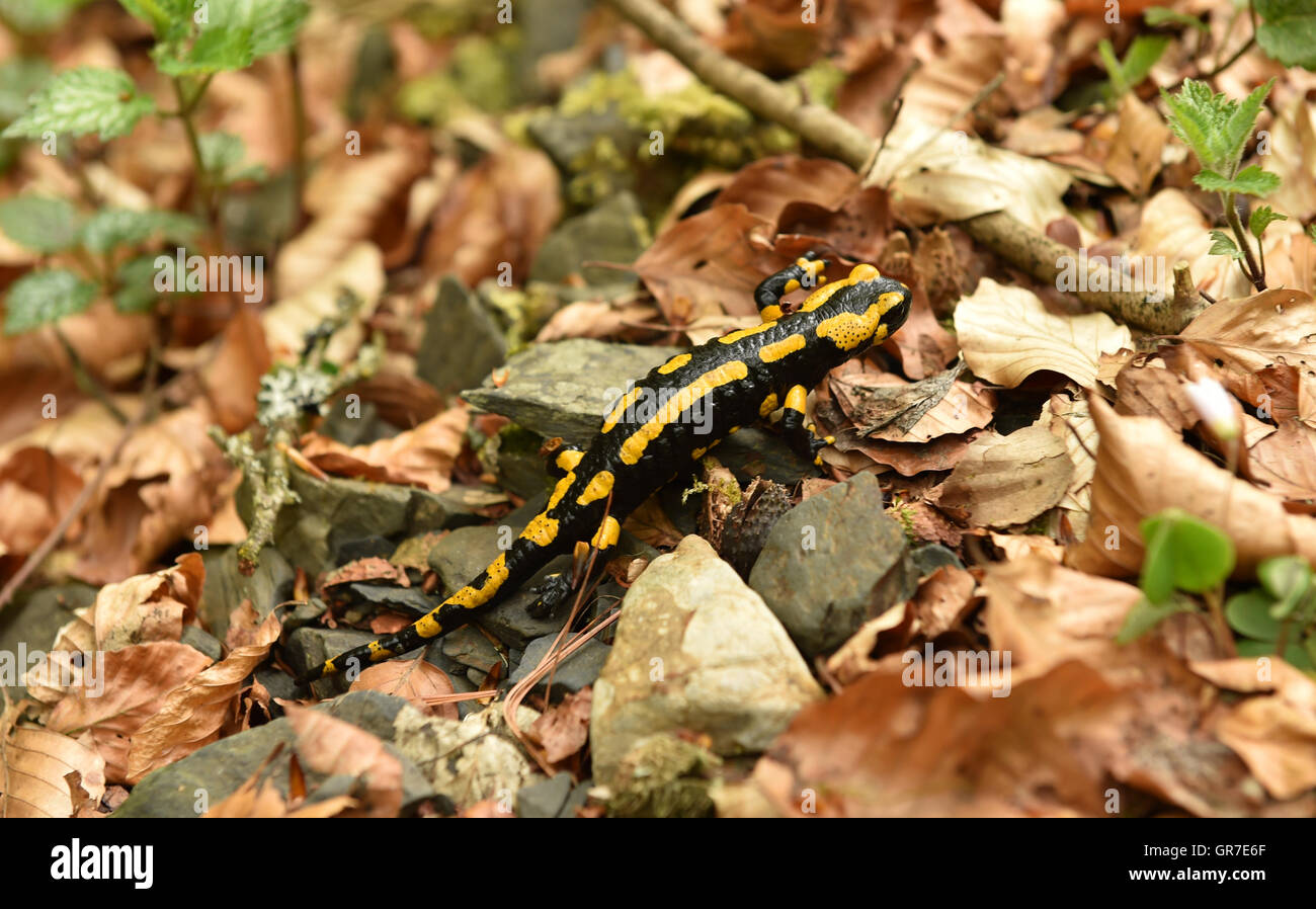 The real salamander hi-res stock photography and images - Alamy