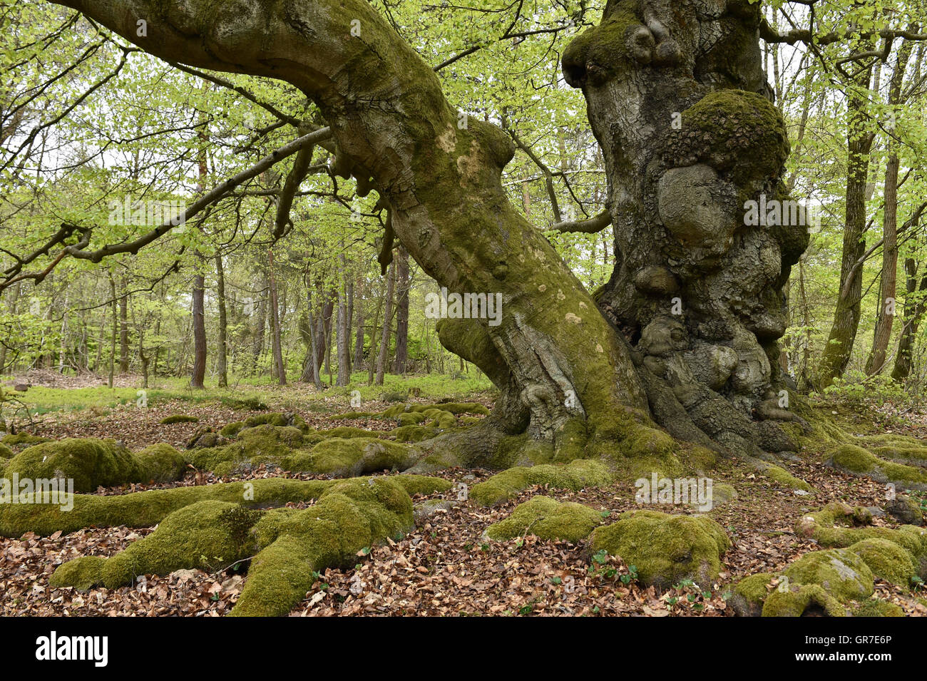 Rotten branch beech hi-res stock photography and images - Alamy