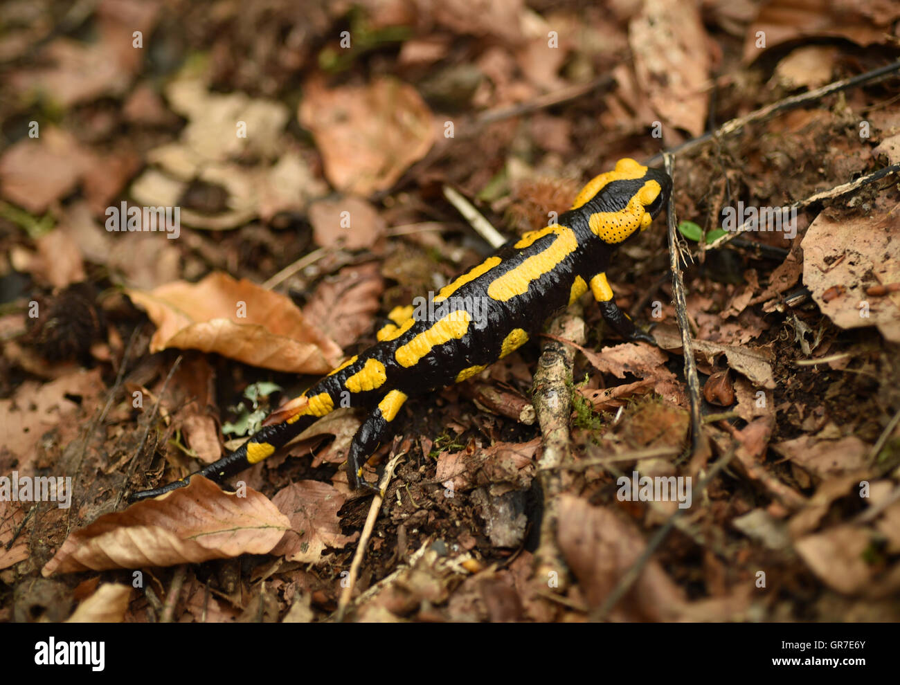 The real salamander hi-res stock photography and images - Alamy