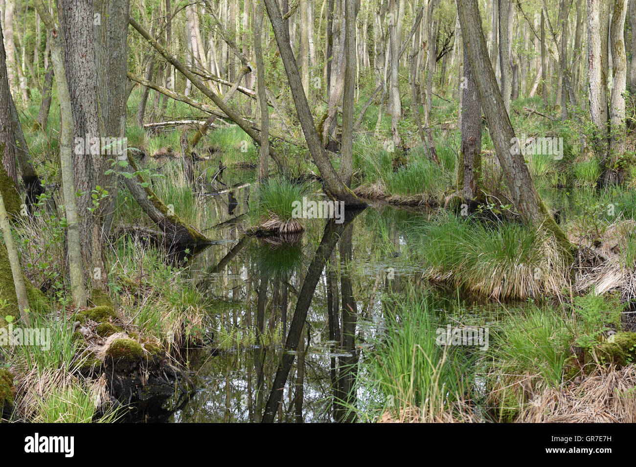 Black alder wood hi-res stock photography and images - Alamy