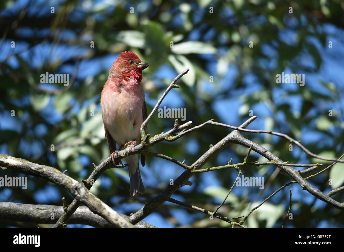 Rosefinch hi-res stock photography and images - Alamy