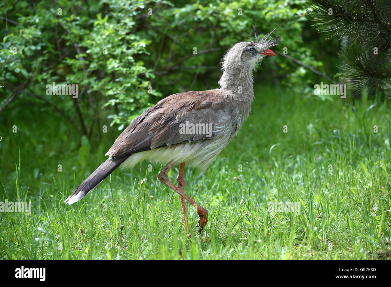 Seriema hi-res stock photography and images - Alamy