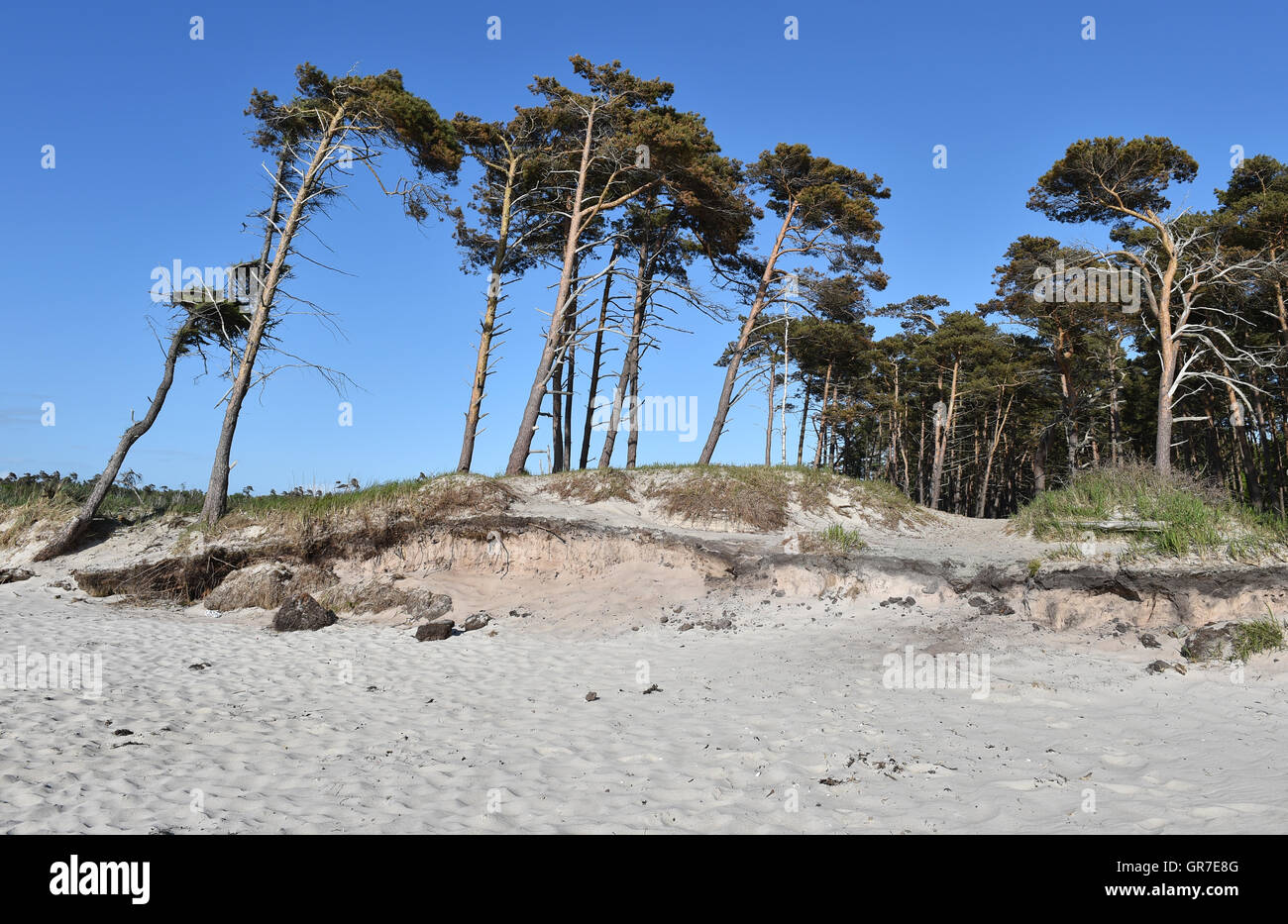 Pine trees germany hi-res stock photography and images - Alamy