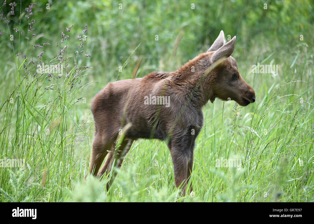 Moose Calf High Resolution Stock Photography and Images - Alamy