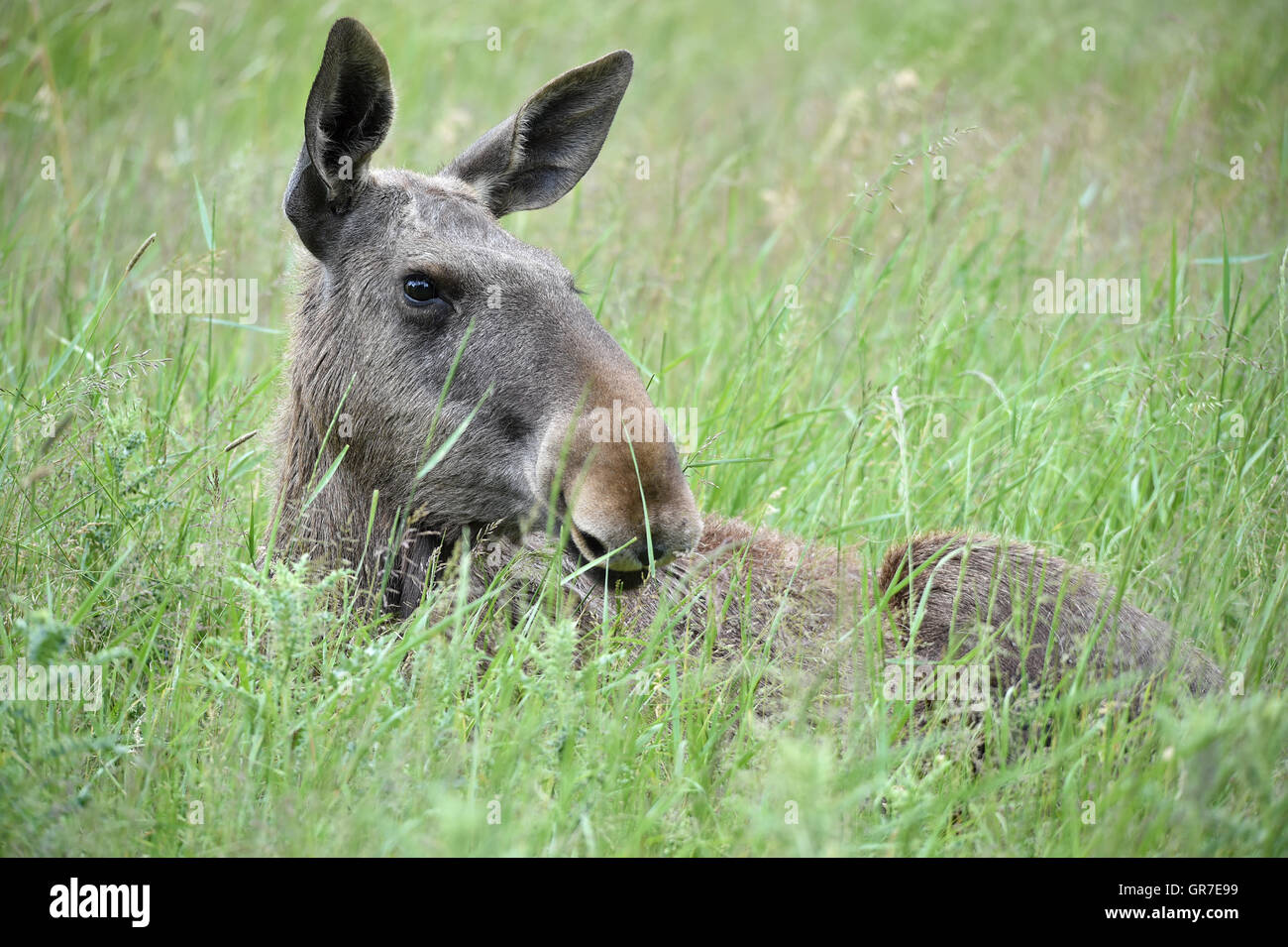 Animal in moose hi-res stock photography and images - Alamy
