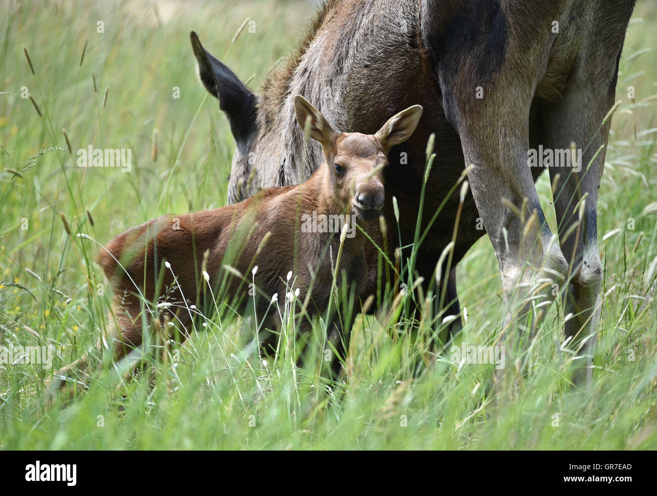 Moose With Calf Stock Photo - Alamy