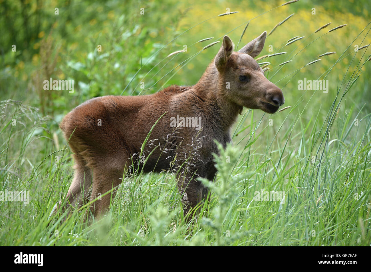 Calf moose hi-res stock photography and images - Alamy