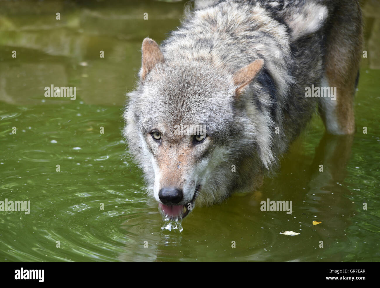 Wolf pack alpha hi-res stock photography and images - Alamy