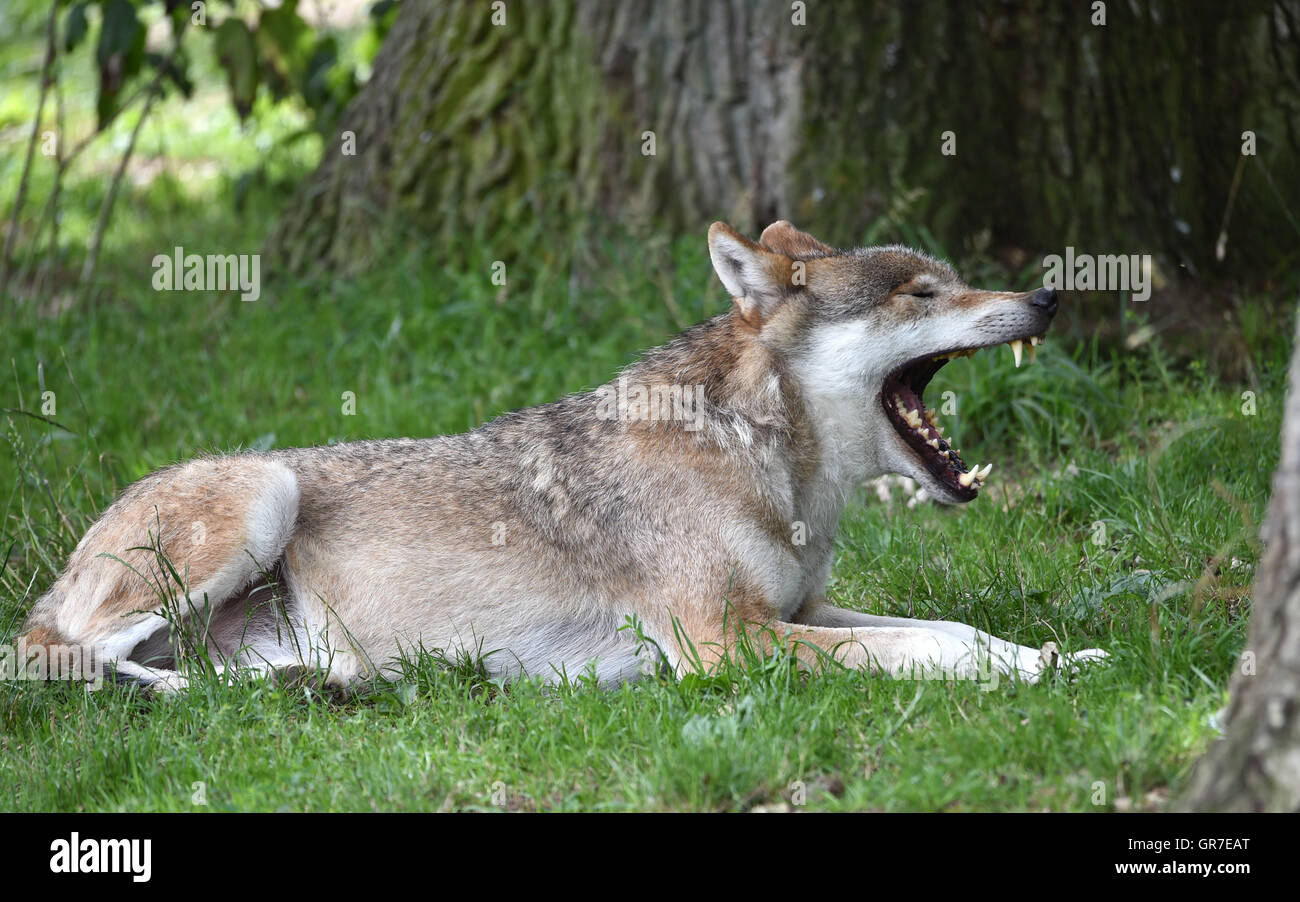 Wolf Yawns Stock Photo - Alamy