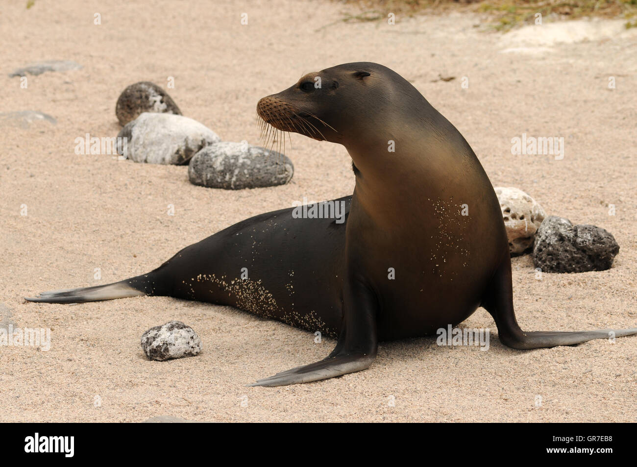 Galapagos Sea Lion Stock Photo - Alamy