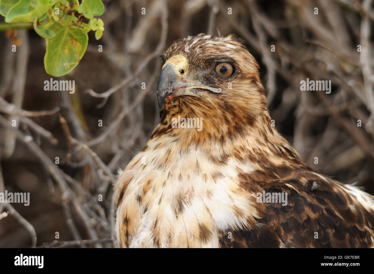 Galapagos hawk hi-res stock photography and images - Alamy