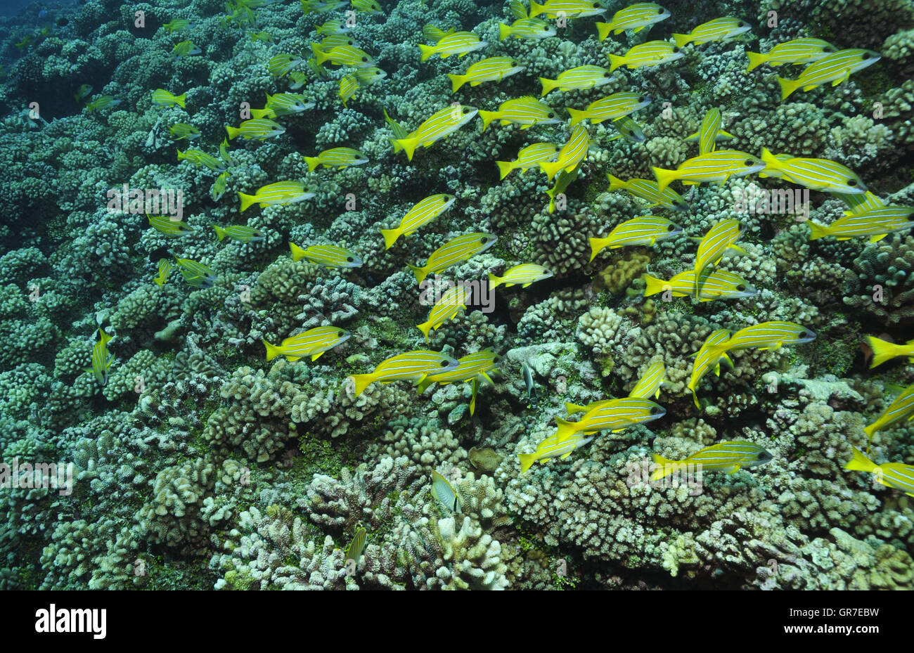 Blue Striped Snappers Stock Photo - Alamy