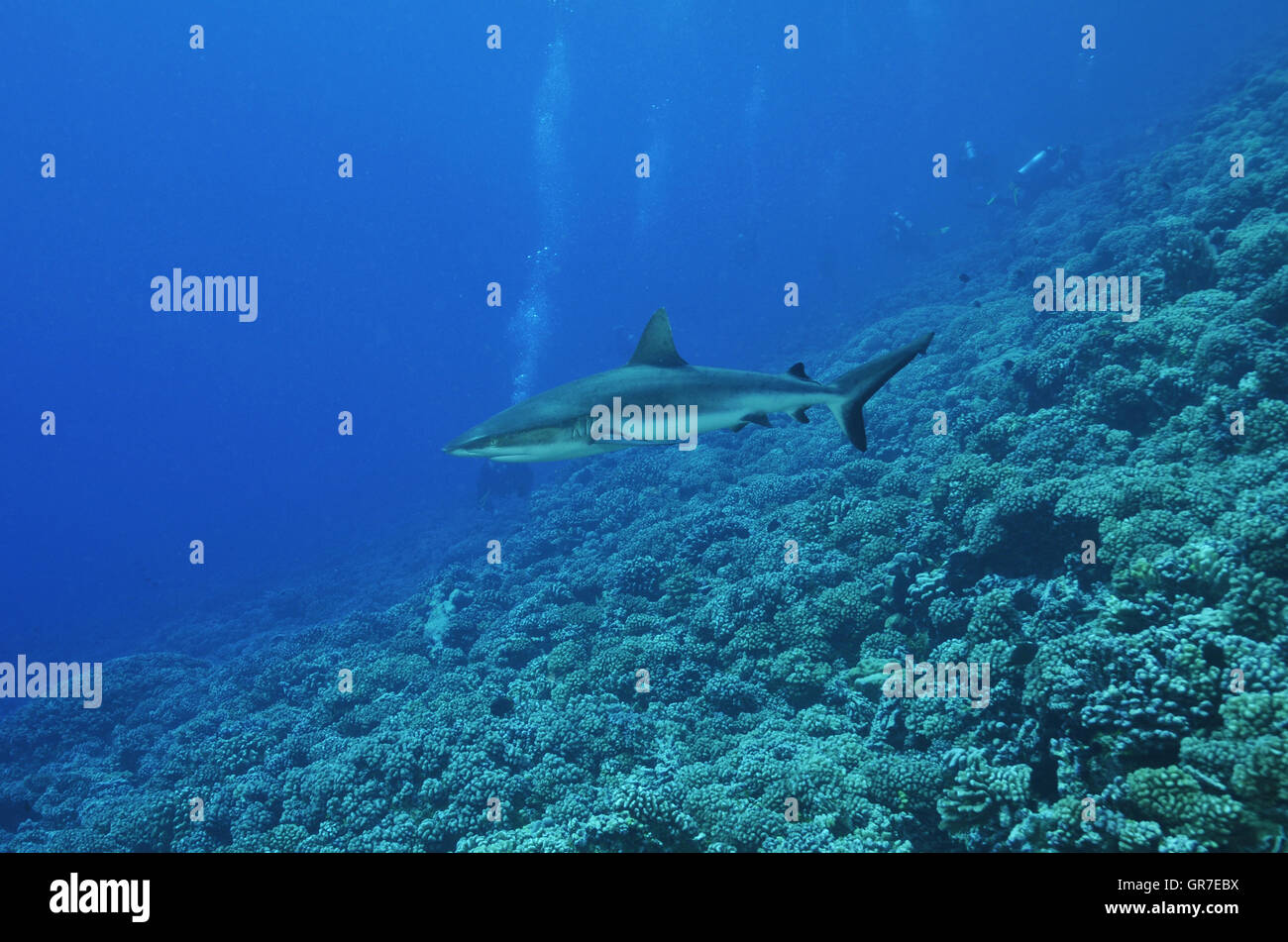 Gray Reef Shark Stock Photo - Alamy