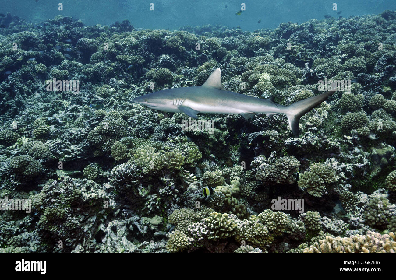 Gray Reef Shark Stock Photo - Alamy