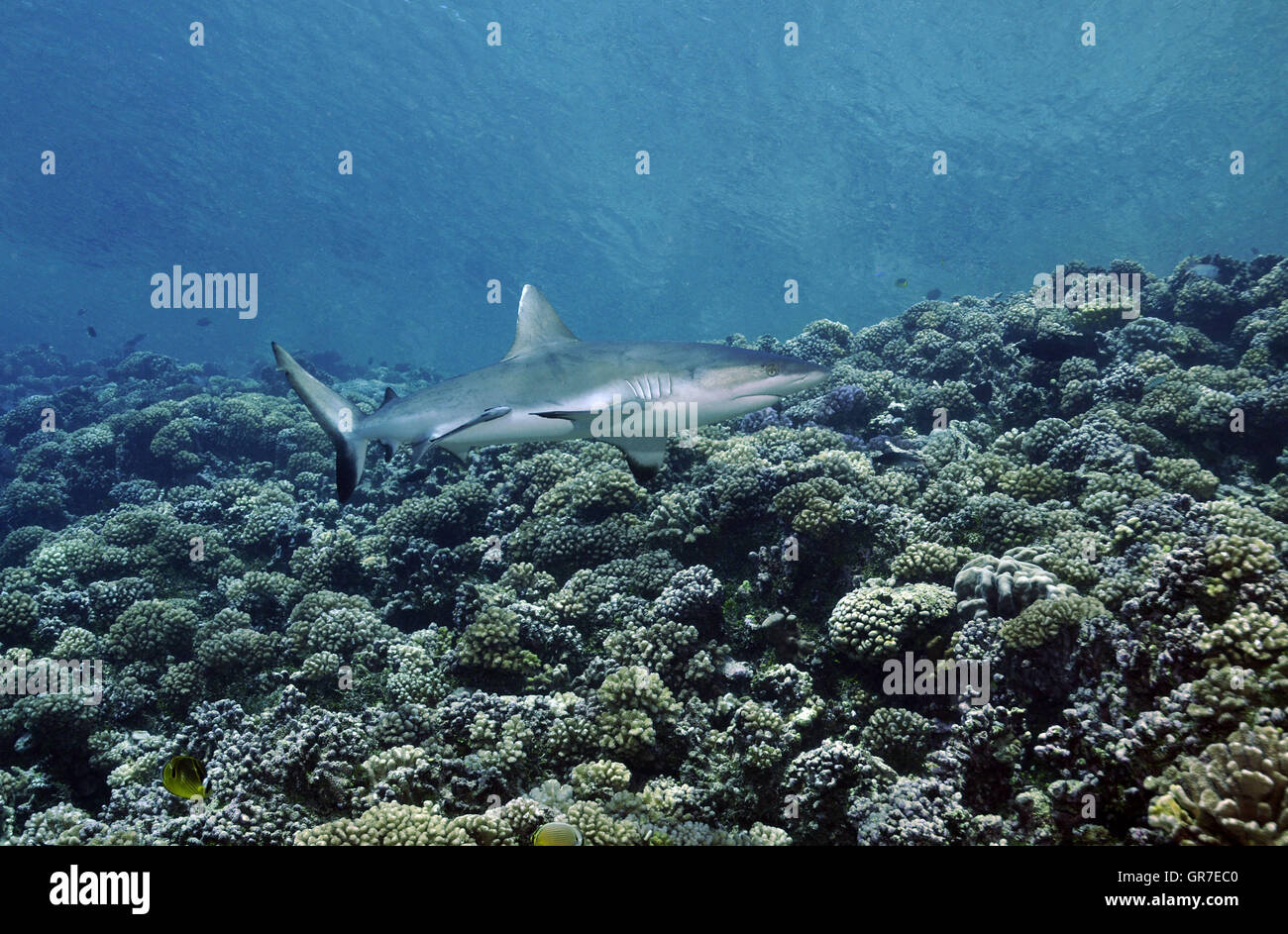 Gray Reef Shark Stock Photo - Alamy