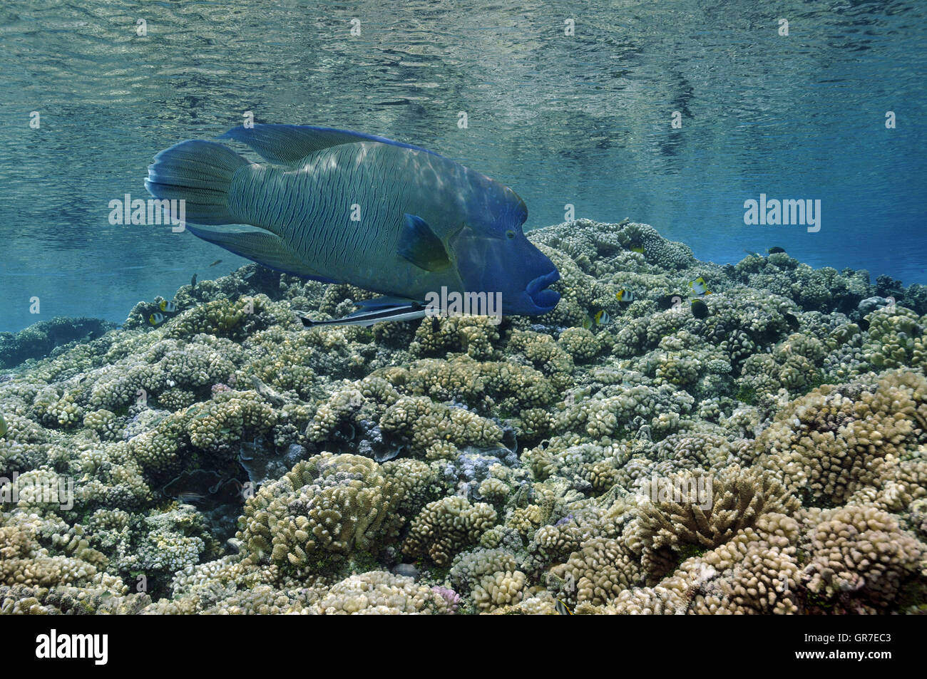 Napoleon wrasse diving hi-res stock photography and images - Alamy