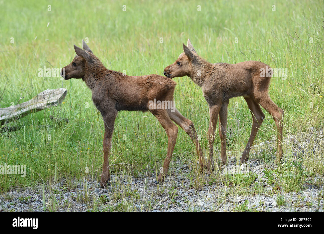 Moose calf hi-res stock photography and images - Alamy