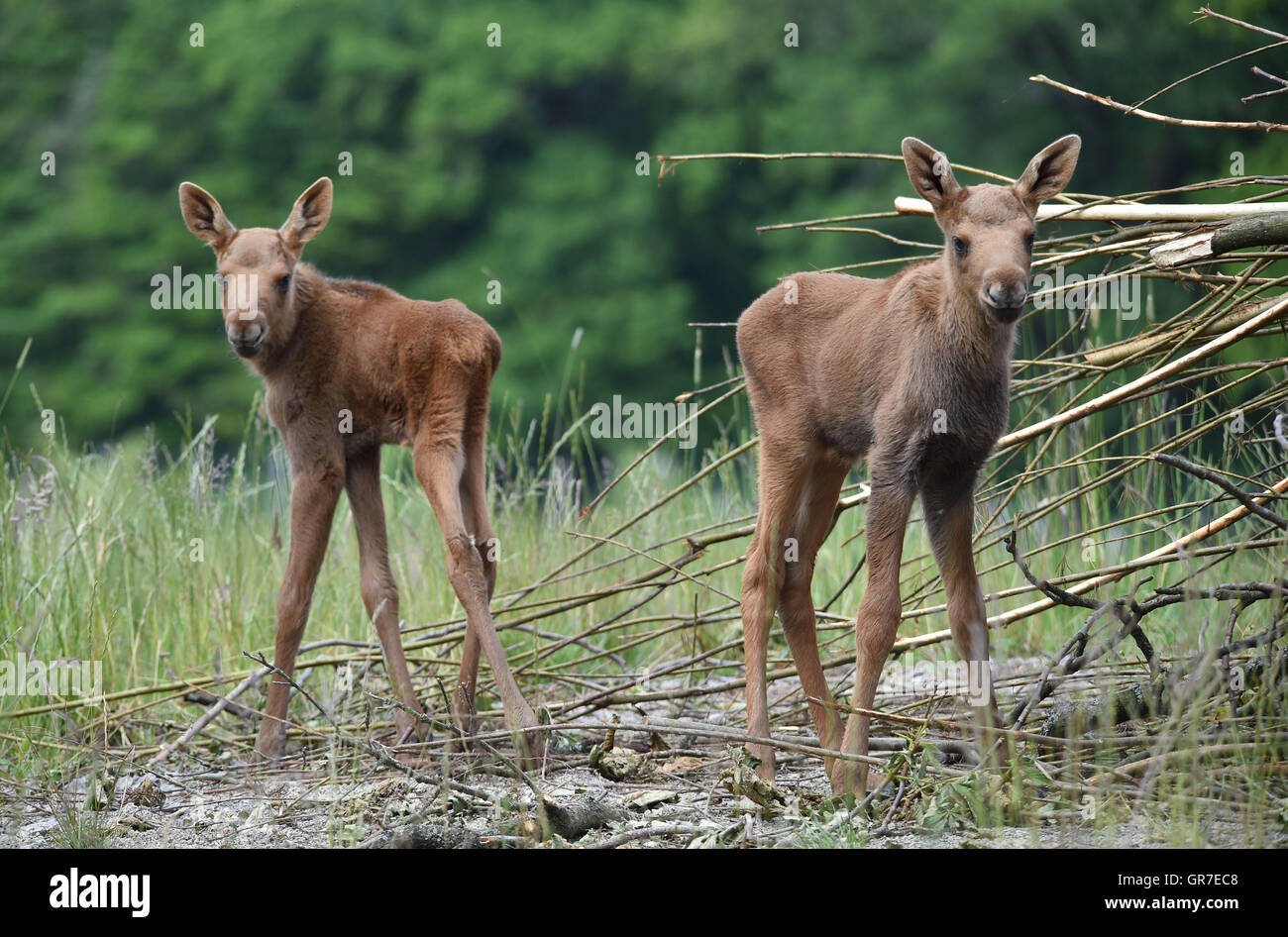 Moose Calf High Resolution Stock Photography and Images - Alamy