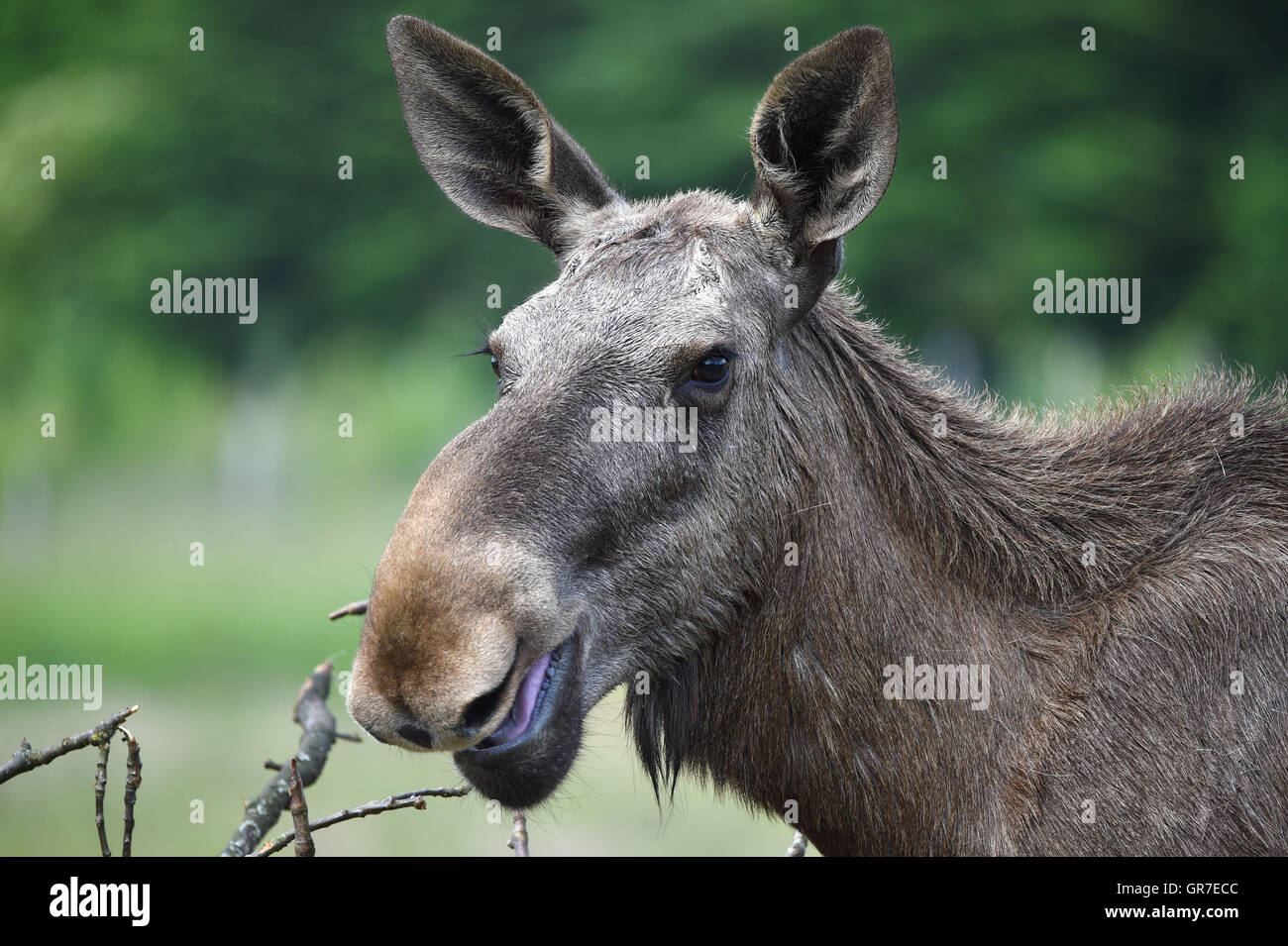 Moose eating hi-res stock photography and images - Alamy