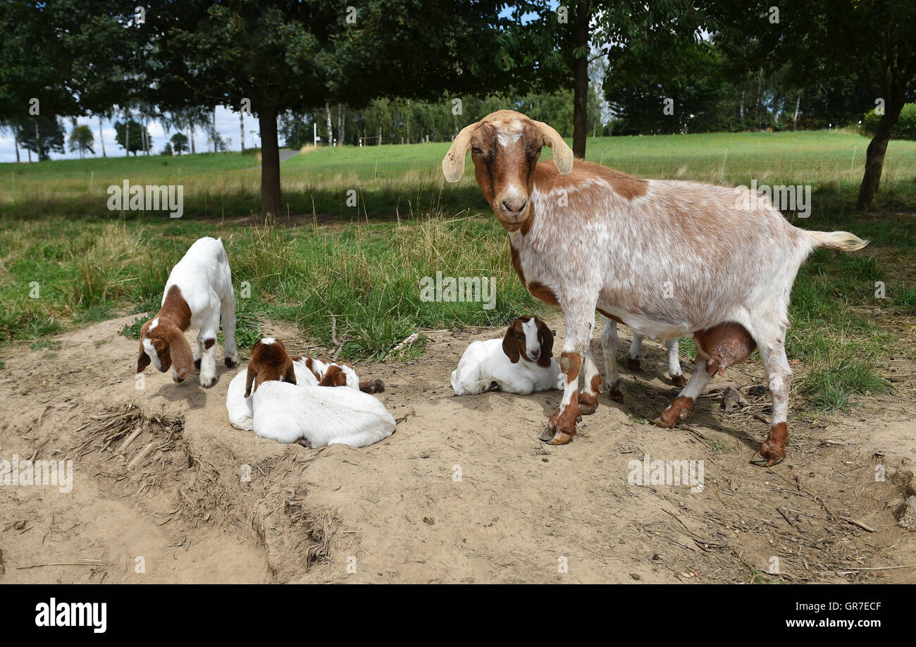 Boer goats hi-res stock photography and images - Alamy