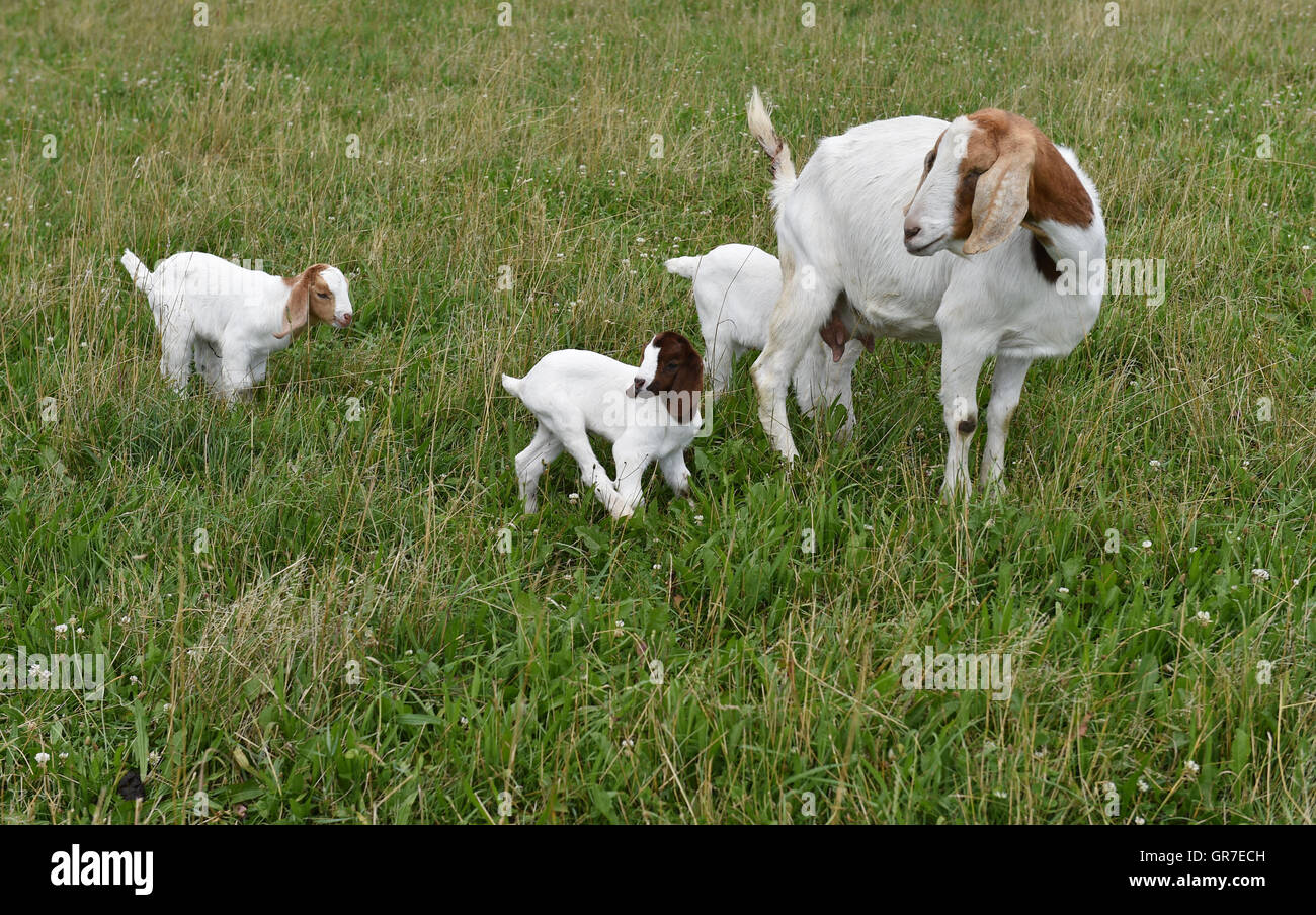 Boer goats hi-res stock photography and images - Alamy