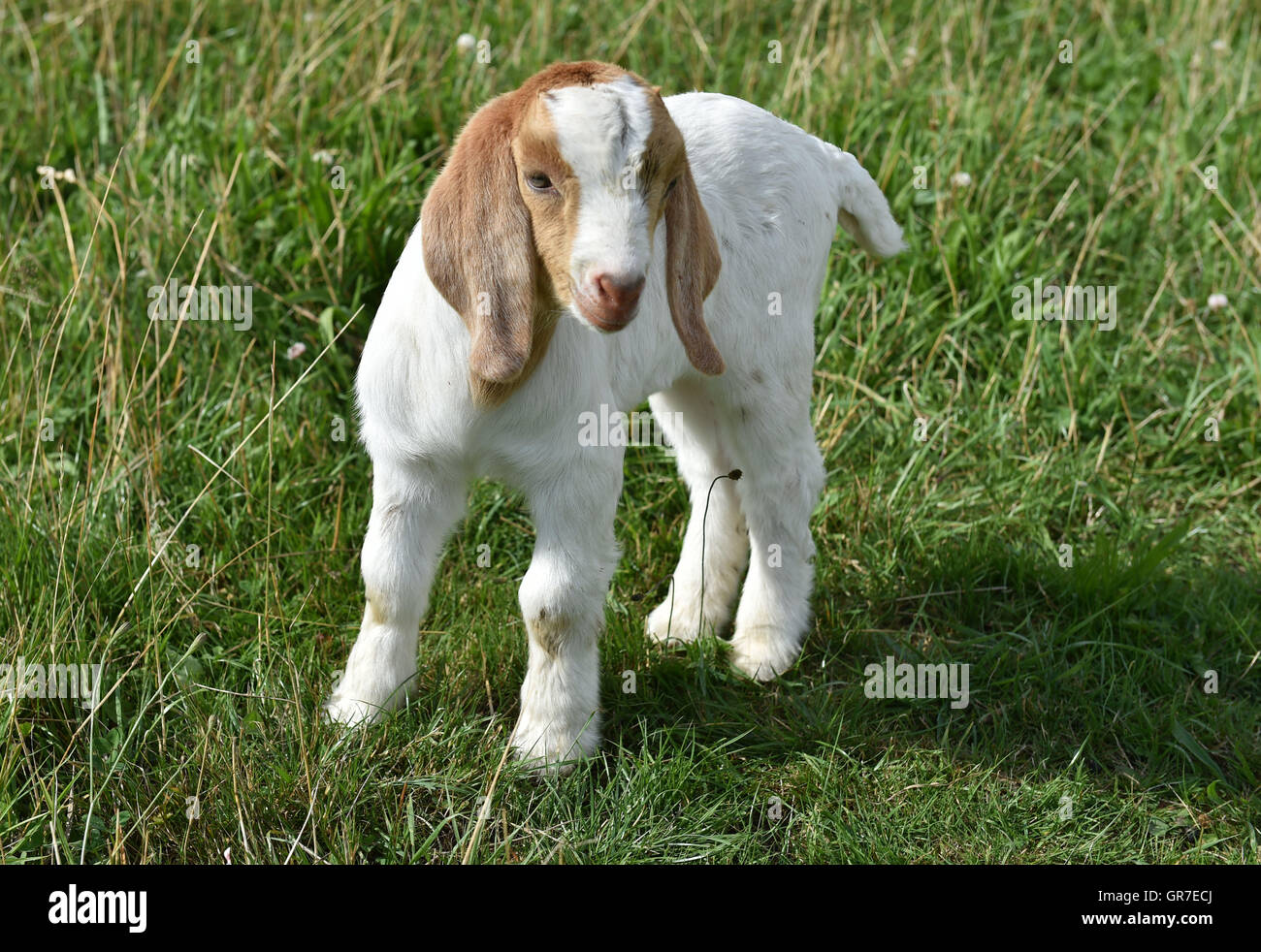 Lamb Goat High Resolution Stock Photography and Images - Alamy