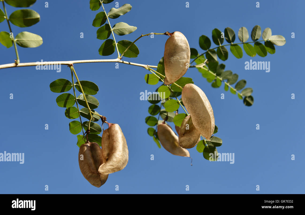 Bladder senna tree hi-res stock photography and images - Alamy