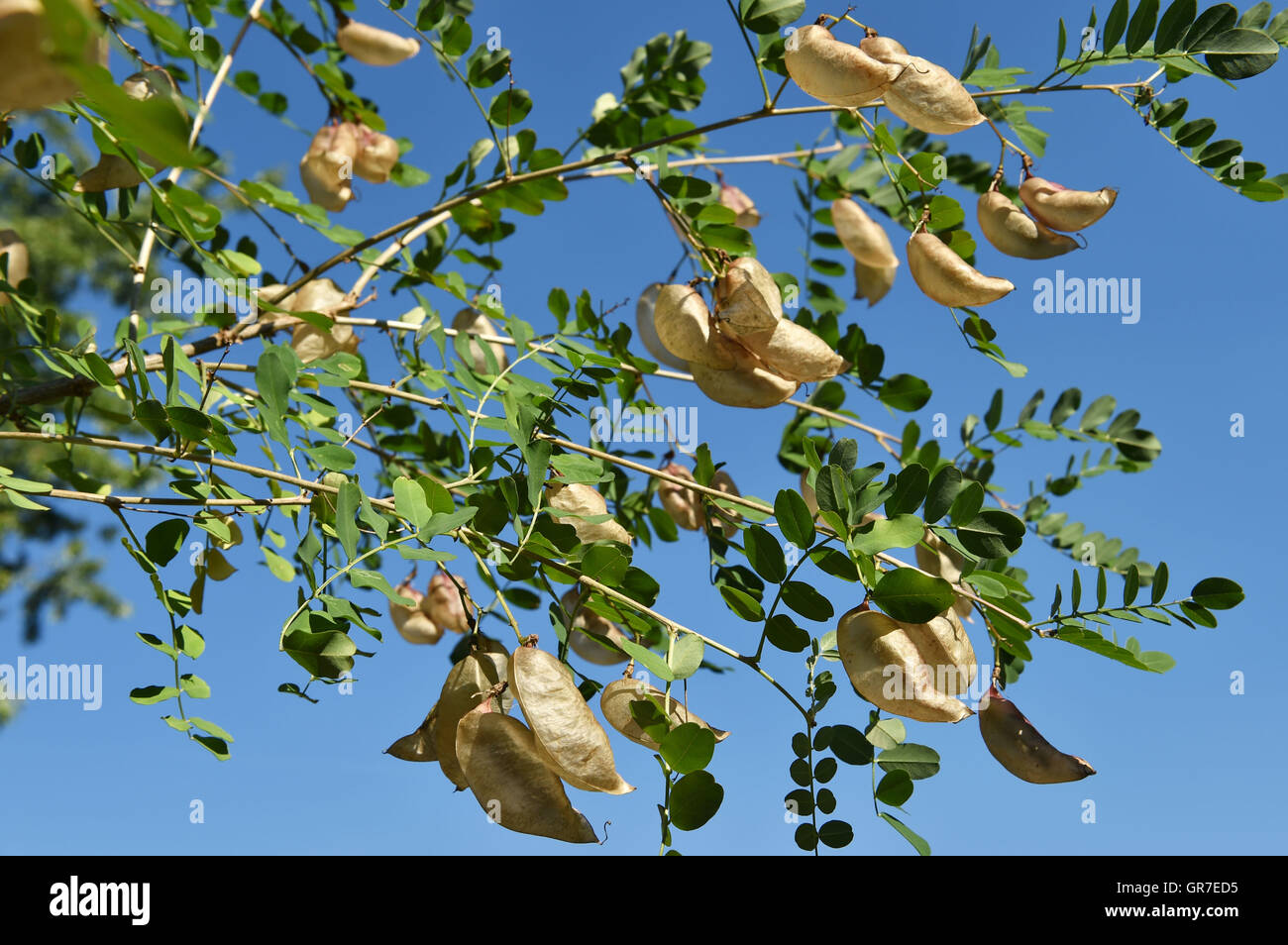 Bladder senna tree hi-res stock photography and images - Alamy
