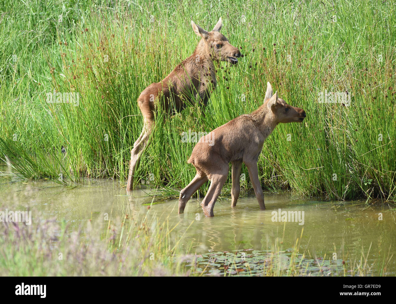 Elk Baby Waterfront Stock Photo - Alamy