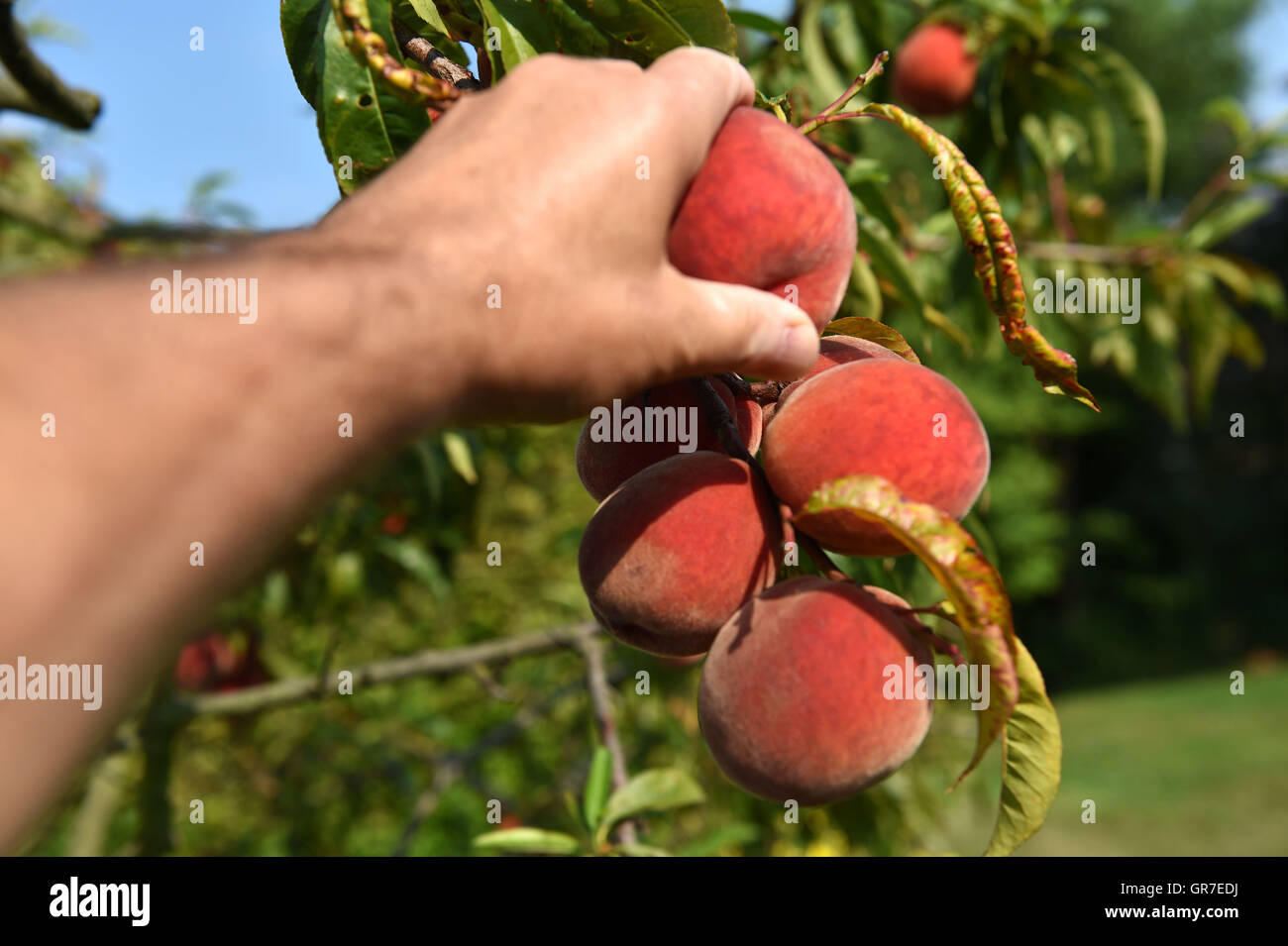 Peach tree harvesting hi-res stock photography and images - Alamy