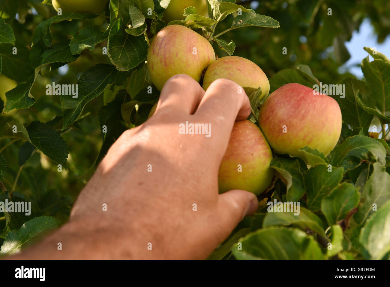 Hand picking apple tree hi-res stock photography and images - Alamy