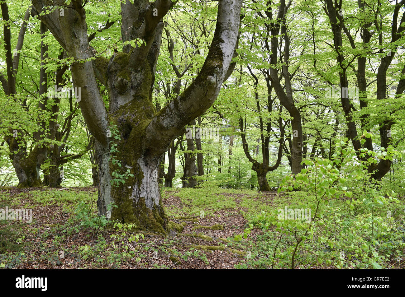 Beech wood hi-res stock photography and images - Alamy