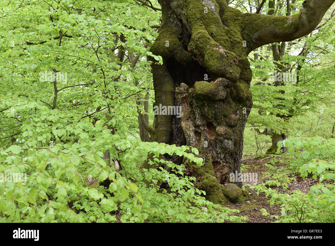 Beech wood hi-res stock photography and images - Alamy