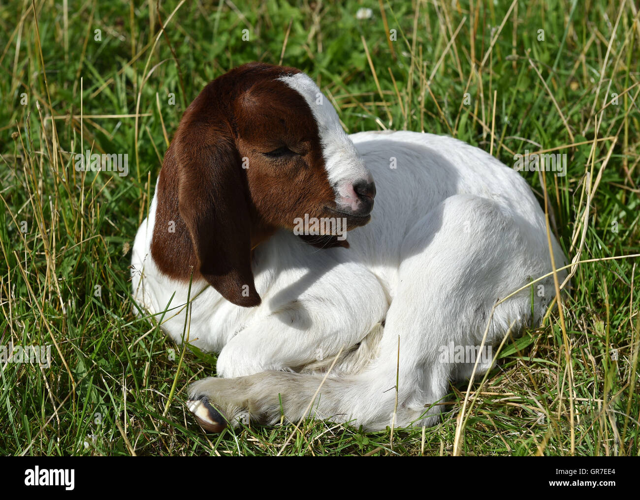 Goat habitat hi-res stock photography and images - Alamy