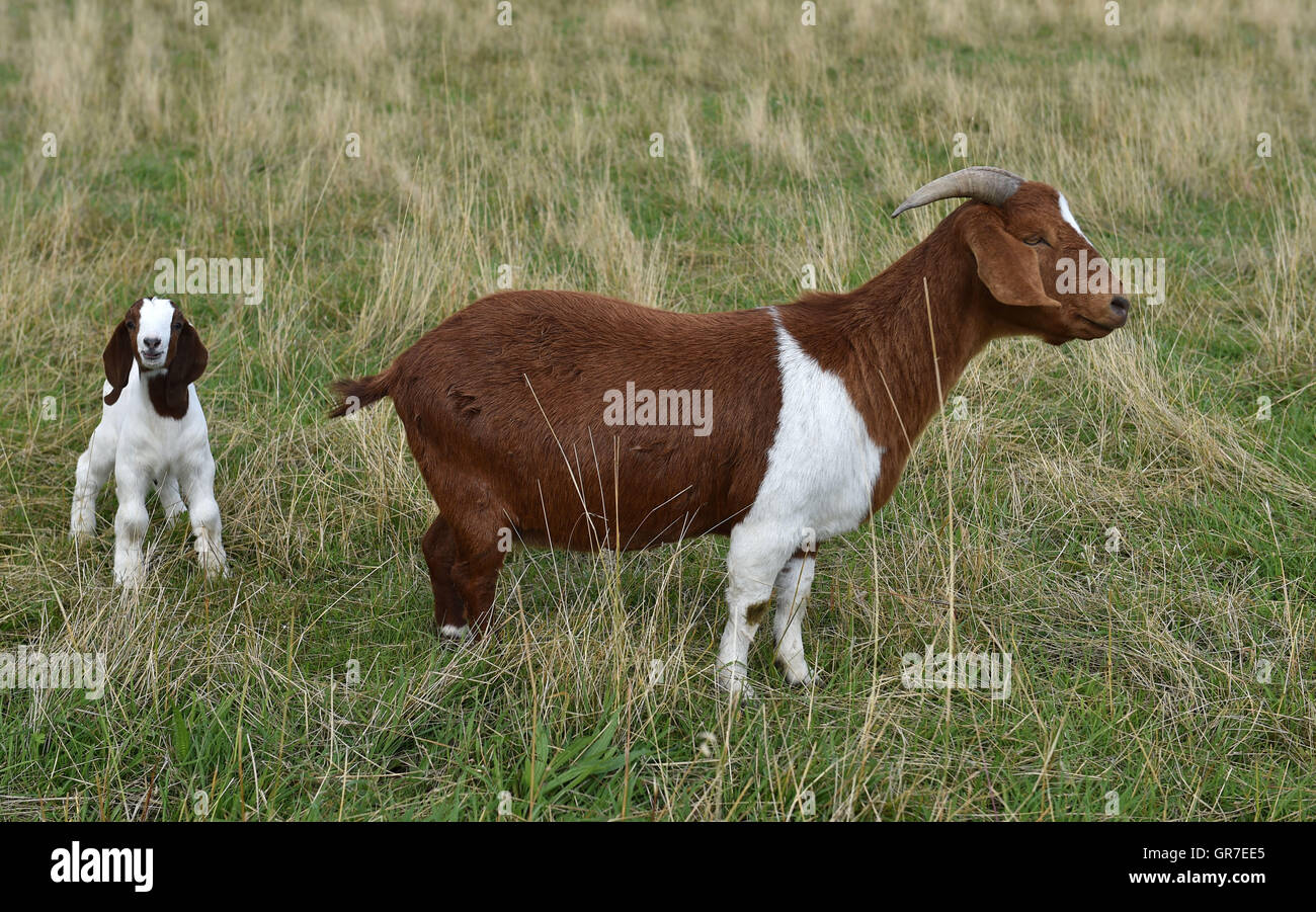 Boer goats hi-res stock photography and images - Alamy