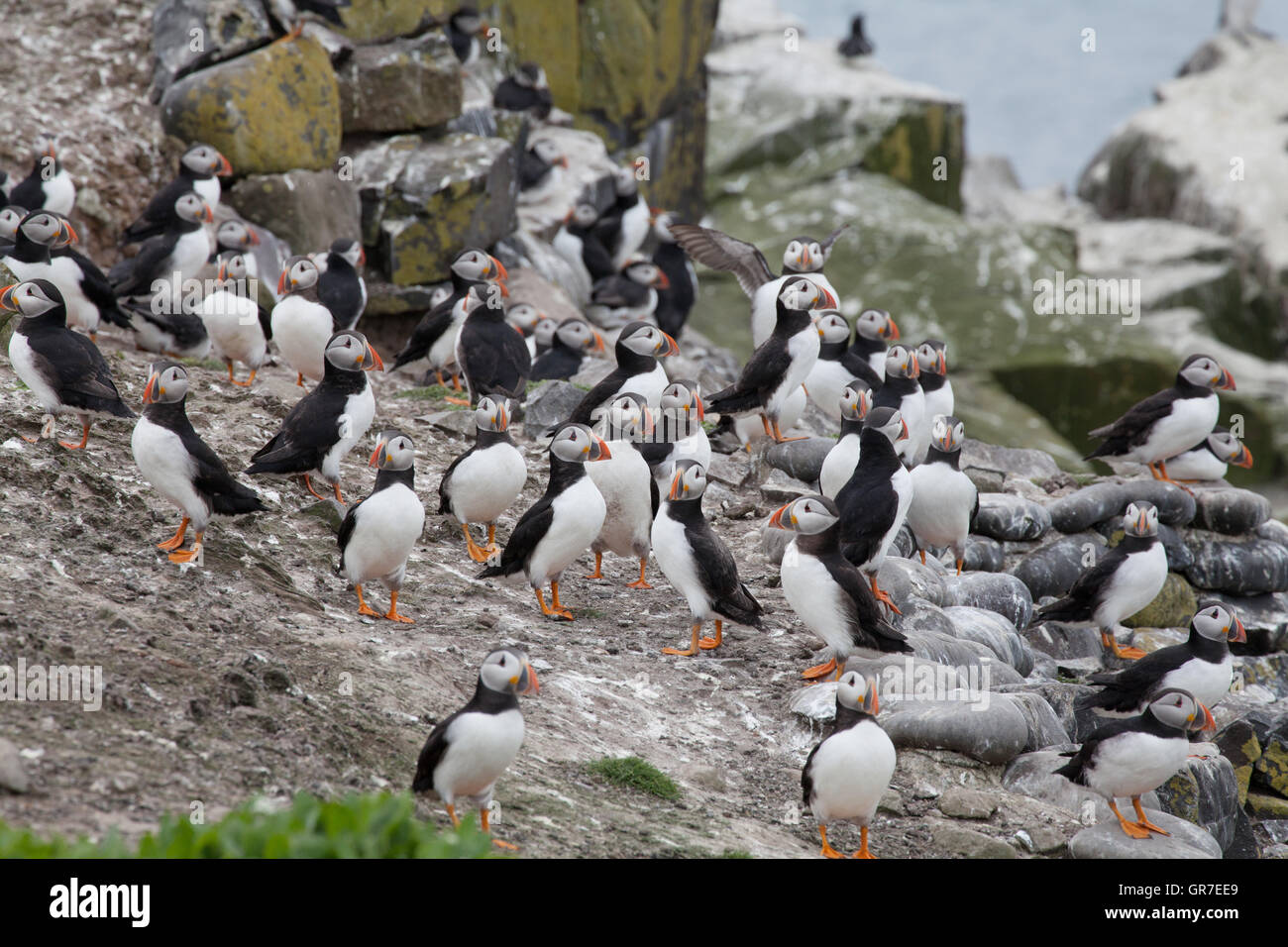 fratercula arctica Puffins resting on a cliffs on the Farne Islands off ...