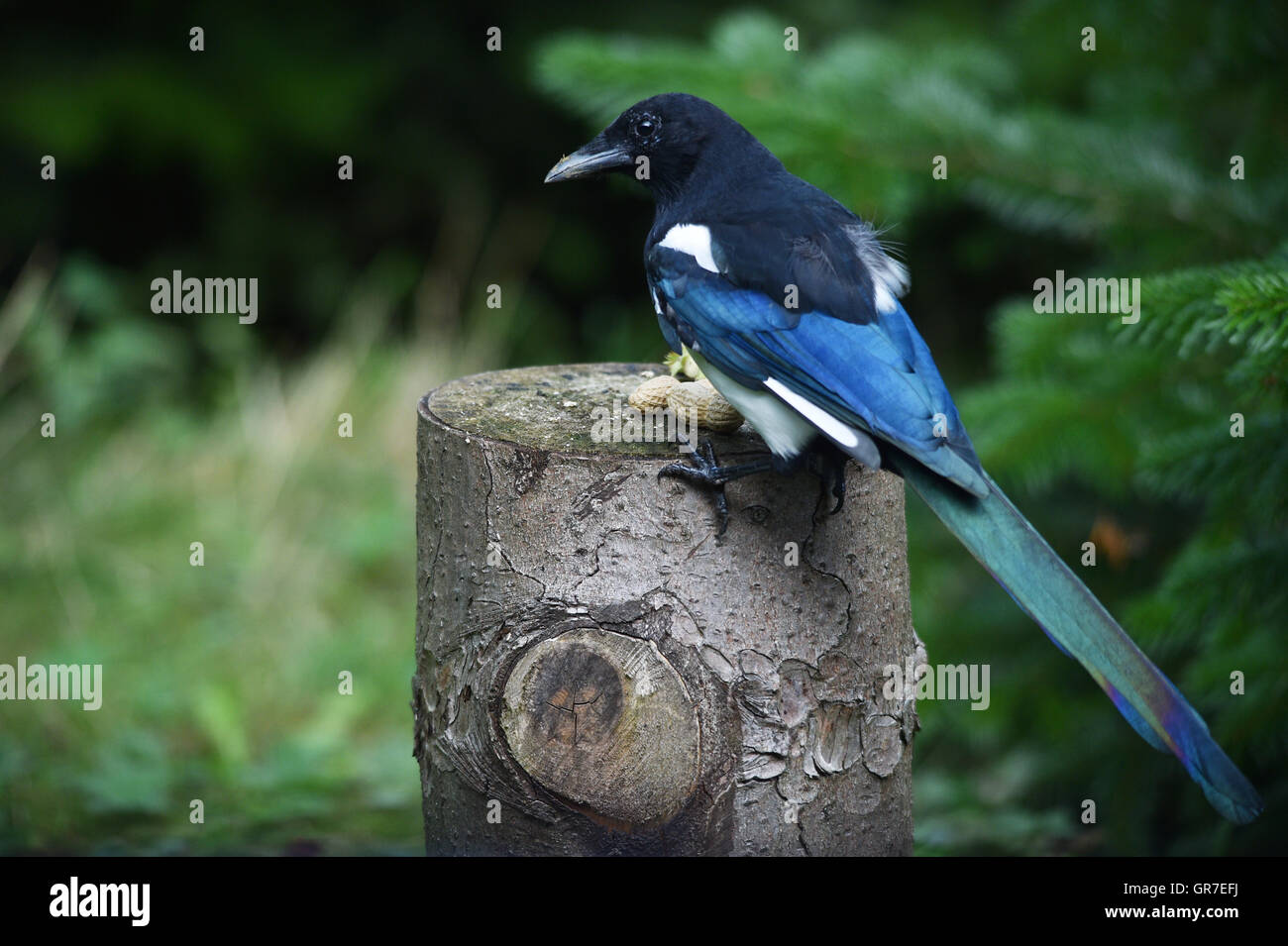Raven and magpie at hi-res stock photography and images - Alamy