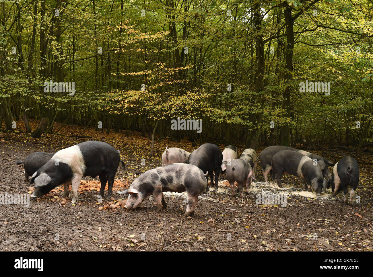 Forest pig hi-res stock photography and images - Alamy